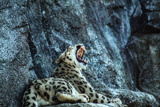 「Felid」の画像 - 1,406,276 件の Stock 写真、ベクターおよびビデオ | Adobe Stock