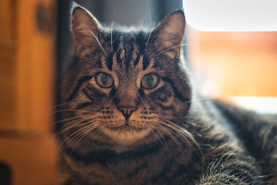 Imágenes de Katzengesicht: descubre bancos de fotos, ilustraciones ...