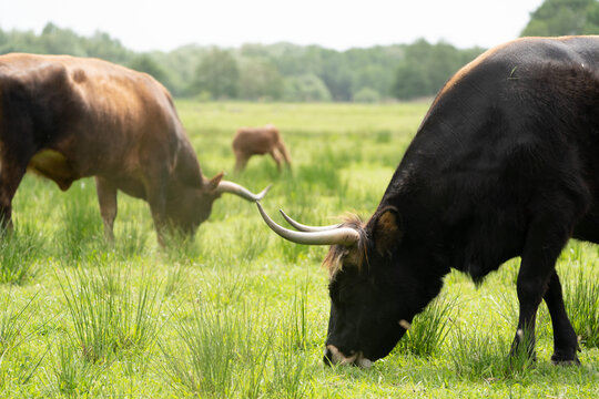 Auerrind Bilder – Durchsuchen 125 Archivfotos, Vektorgrafiken und ...