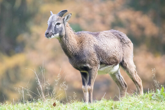 Waterbok Bilder – Durchsuchen 12,024 Archivfotos, Vektorgrafiken und ...