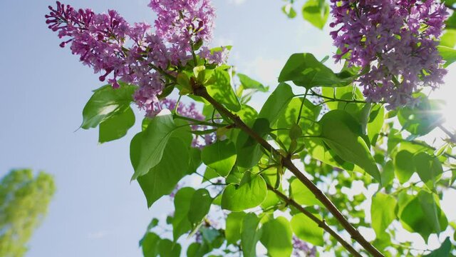 Srubs Images – Browse 426 Stock Photos, Vectors, and Video | Adobe Stock