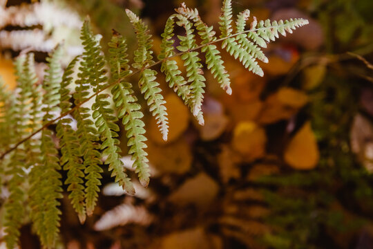 Filicales bilder – Bläddra bland 1,715 stockfoton, vektorer och videor ...