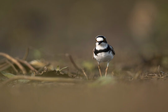 Feldspatzen Bilder – Durchsuchen 6,670 Archivfotos, Vektorgrafiken und ...