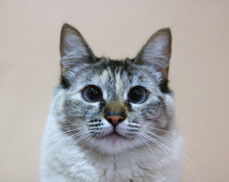 「3X4」の画像 - 228 件の Stock 写真、ベクターおよびビデオ | Adobe Stock