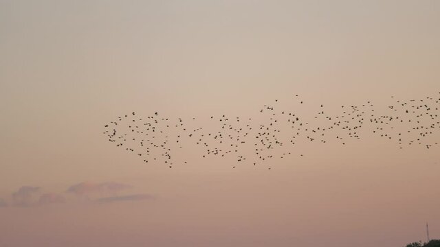 "Swarm Of Birds" Images – Browse 370 Stock Photos, Vectors, and Video ...