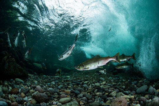 รูปภาพRausu – เลือกดูภาพถ่ายสต็อก เวกเตอร์ และวิดีโอ2,864 | Adobe Stock