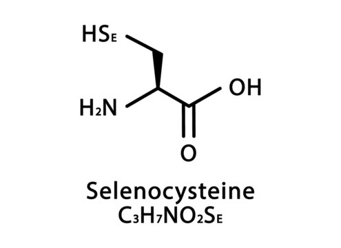 Selenocystein Imagens – Procure 21 fotos, vetores e vídeos | Adobe Stock
