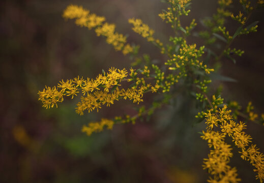 3,431 BEST Solidago IMAGES, STOCK PHOTOS & VECTORS | Adobe Stock