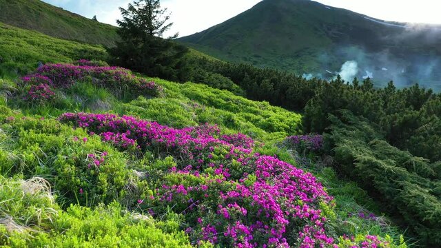 「Turkul」の写真素材 | 181件の無料イラスト画像 | Adobe Stock