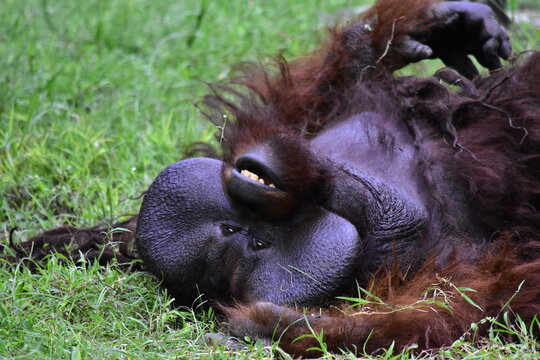 Mawas Images – Browse 31 Stock Photos, Vectors, and Video | Adobe Stock