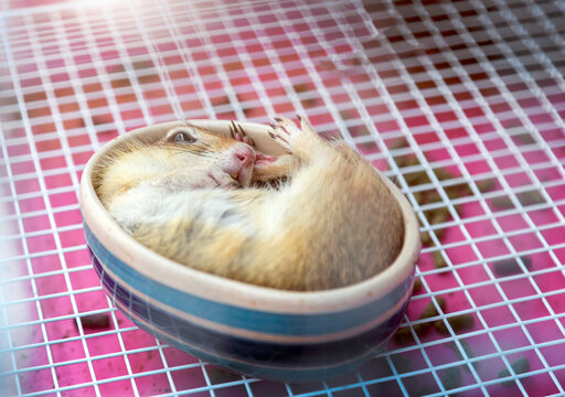 Hamsterbacken Bilder – Durchsuchen 1,634 Archivfotos, Vektorgrafiken ...