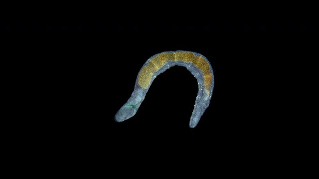 Detritivores bilder – Bläddra bland 823 stockfoton, vektorer och videor ...