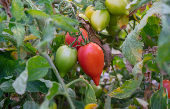 Strauchtomate Bilder – Durchsuchen 40,484 Archivfotos, Vektorgrafiken ...