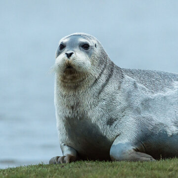 Anaspidea Bilder – Durchsuchen 626 Archivfotos, Vektorgrafiken und ...