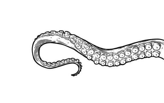 Squid Tentacles Drawing