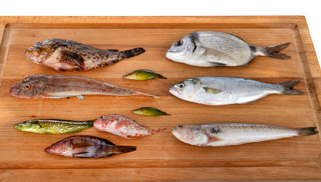 รูปภาพTrachinidae – เลือกดูภาพถ่ายสต็อก เวกเตอร์ และวิดีโอ528 | Adobe Stock