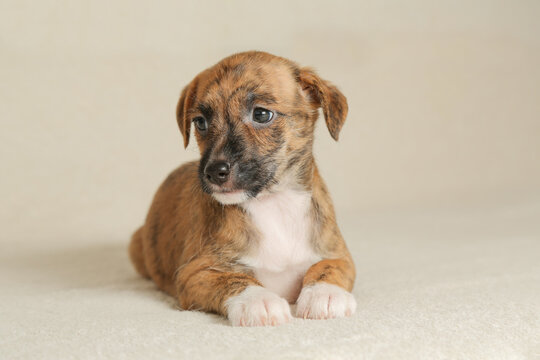 Xoloitzcuintli Lab Mix