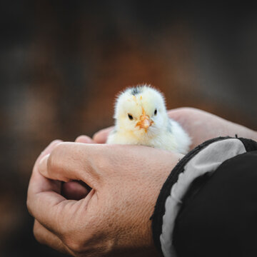 Pollito bilder – Bläddra bland 601 stockfoton, vektorer och videor ...