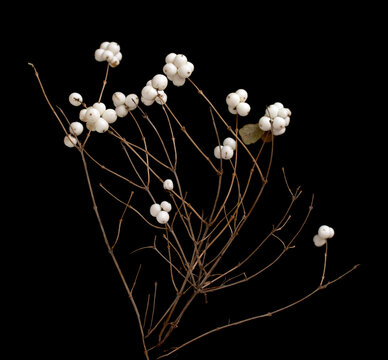 รูปภาพGhostberry – เลือกดูภาพถ่ายสต็อก เวกเตอร์ และวิดีโอ5,073 | Adobe ...