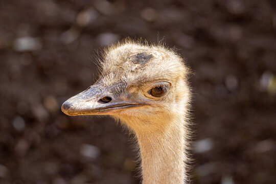 Entsetzlich Bilder – Durchsuchen 4,696 Archivfotos, Vektorgrafiken und ...