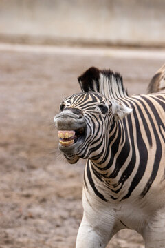 Goofy Zebra