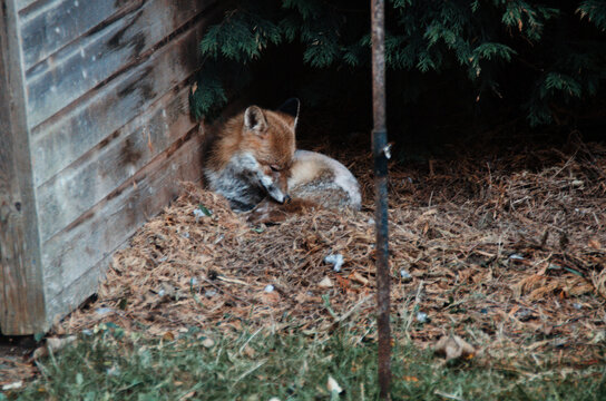 Leisefuchs Bilder – Durchsuchen 505 Archivfotos, Vektorgrafiken und ...