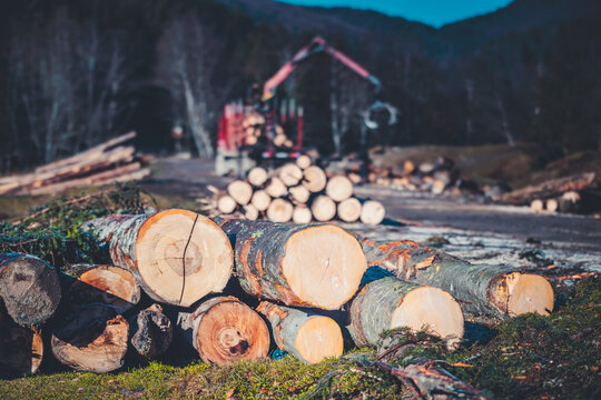 Lumberjacking Images – Browse 337,805 Stock Photos, Vectors, and Video ...