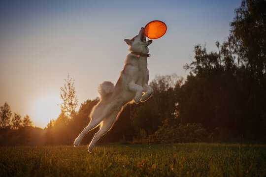 Dog Catching Frisbee Images – Browse 2,254 Stock Photos, Vectors, and ...