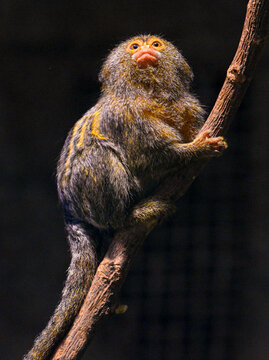 Gummivore 이미지 – 찾아보기 10 스톡 사진, 벡터 및 비디오 | Adobe Stock