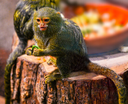 「Gummivore」の写真素材 | 14件の無料イラスト画像 | Adobe Stock