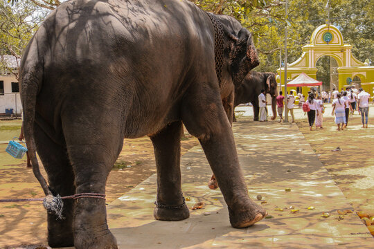 Kiriwehera Images – Browse 32 Stock Photos, Vectors, and Video | Adobe ...