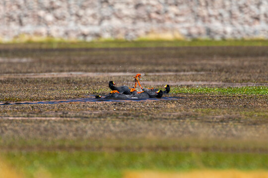 "Giant Coot" Images – Browse 110 Stock Photos, Vectors, and Video ...