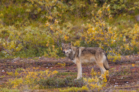 Alaskan Wolf"」の写真素材 | 195件の無料イラスト画像 | Adobe Stock
