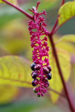 2,381 BÄSTA BILDERNA, STOCKFOTONA OCH VEKTORBILDERNA MED BESKRIVNINGEN ...