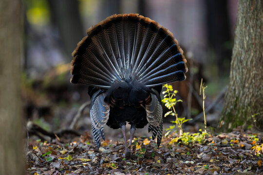 Fan Tail Images – Browse 4,786 Stock Photos, Vectors, and Video | Adobe ...