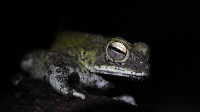 "Sapo Bilder – Durchsuchen 2,905 Archivfotos, Vektorgrafiken und Videos ...