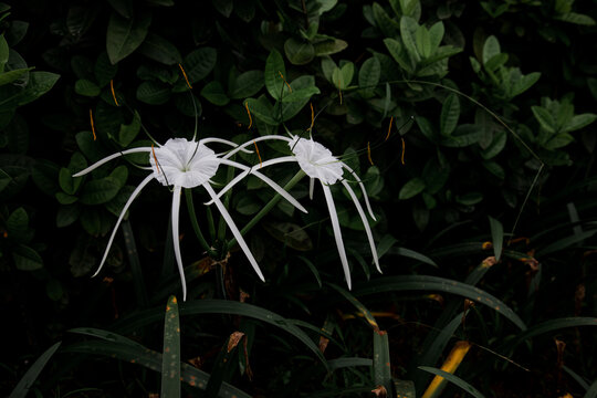 Staminal Images – Browse 46 Stock Photos, Vectors, and Video | Adobe Stock