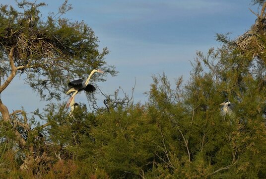 Guetter Images – Parcourir 521 le catalogue de photos, vecteurs et ...