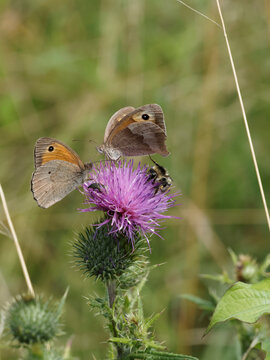 「Ocelles」の画像 - 340 件の Stock 写真、ベクターおよびビデオ | Adobe Stock