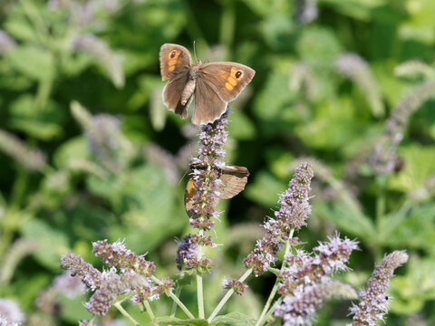 「Ocelles」の画像 - 340 件の Stock 写真、ベクターおよびビデオ | Adobe Stock