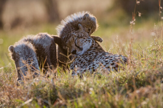 Cheetah Cubs Playing Images – Browse 1,715 Stock Photos, Vectors, and ...