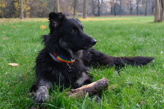 Imágenes de Canini: descubre bancos de fotos, ilustraciones, vectores y ...