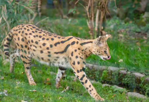 "Eigentliche Grosskatzen" Images – Browse 1,024 Stock Photos, Vectors ...