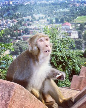 「Monley」の写真素材 | 83件の無料イラスト画像 | Adobe Stock