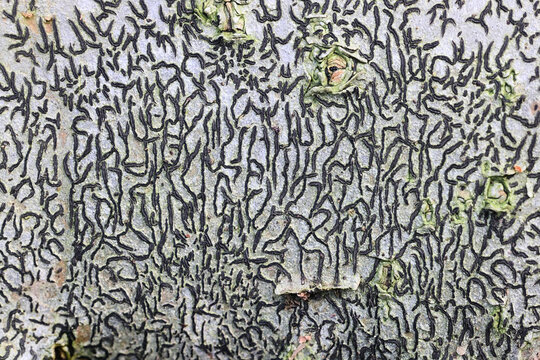 Cryptogramme Images – Parcourir 2,160 le catalogue de photos, vecteurs ...