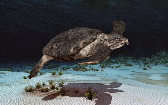 Largest Prehistoric Sea Turtle