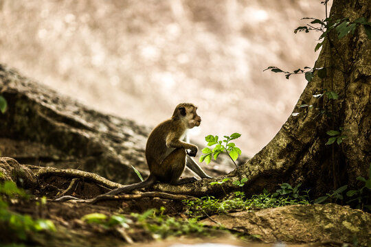 Affenarten Bilder – Durchsuchen 102,956 Archivfotos, Vektorgrafiken und ...