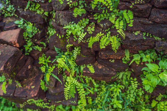 Entwined Images – Browse 12,629 Stock Photos, Vectors, and Video ...