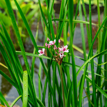 รูปภาพButomaceae – เลือกดูภาพถ่ายสต็อก เวกเตอร์ และวิดีโอ177 | Adobe Stock