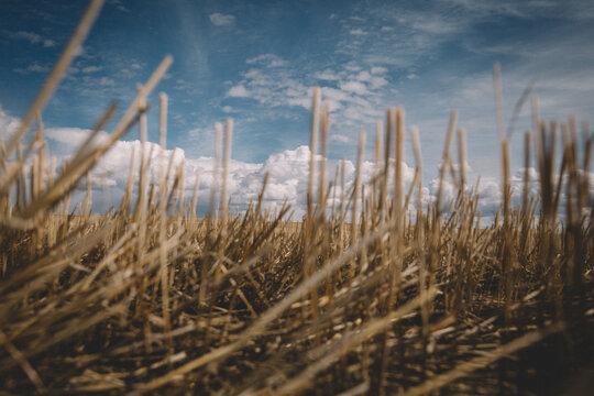 Yeild Bilder – Durchsuchen 169 Archivfotos, Vektorgrafiken und Videos ...